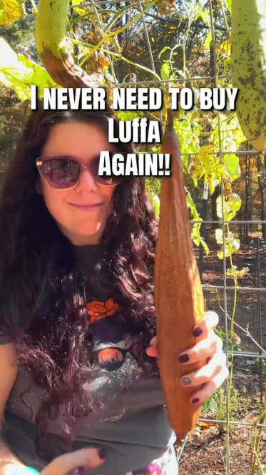 Tips for successfully starting luffa seeds at home