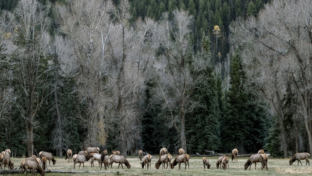 13 US states with the largest elk populations
