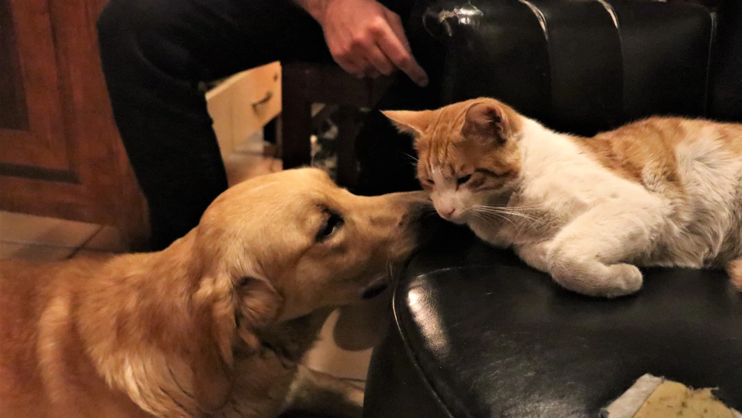 5 adorable dog and cat friendships