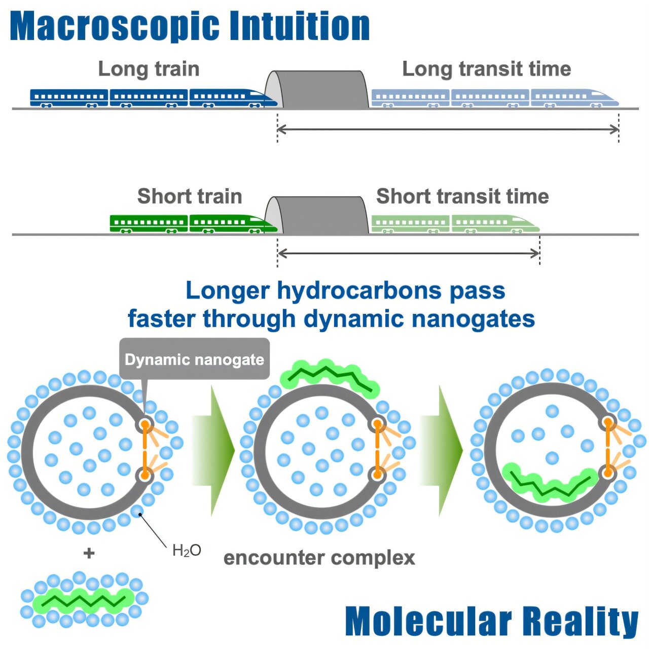 Dynamic nanogates let longer molecules pass faster through flexible pores