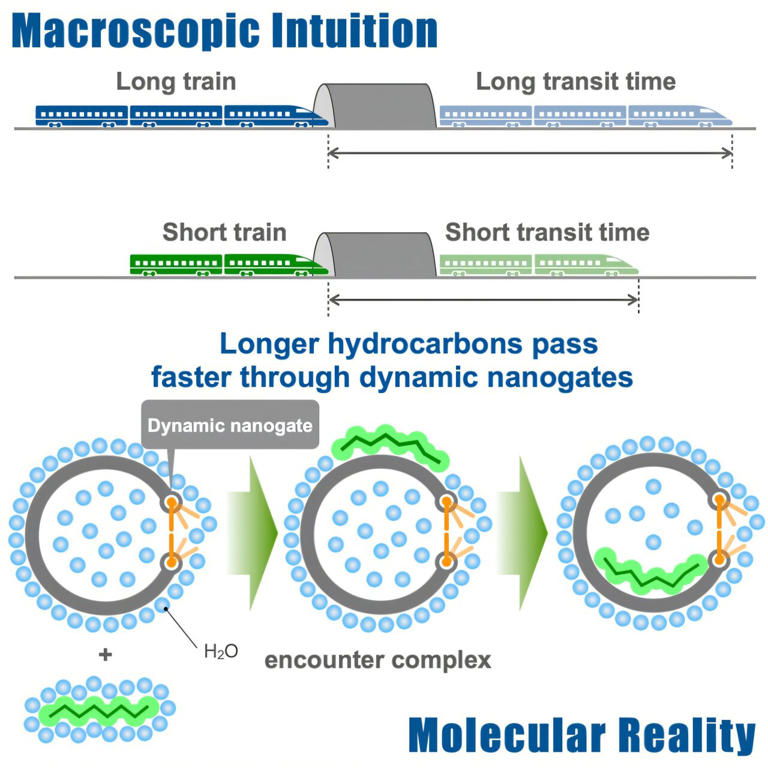 Dynamic nanogates let longer molecules pass faster through flexible pores
