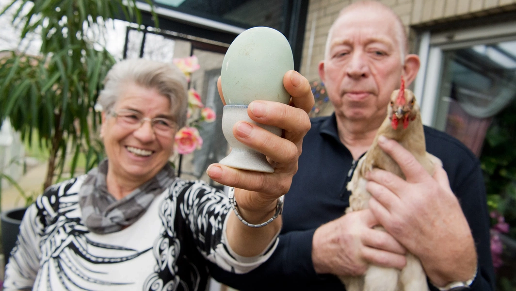 10 largest chicken breeds in the world