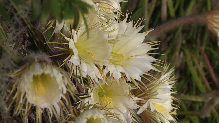 Hundreds gather for rare Queen of the Night cactus bloom in downtown ...