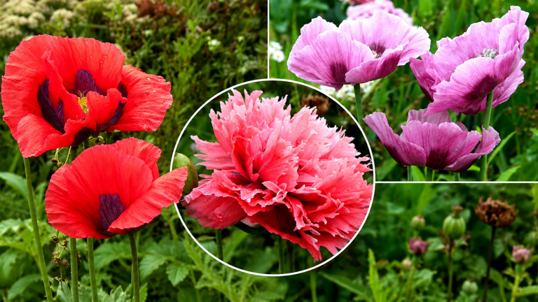How to sow annual poppies for a stunning display