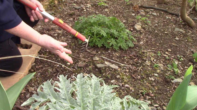 How to sow annual poppies for a stunning display