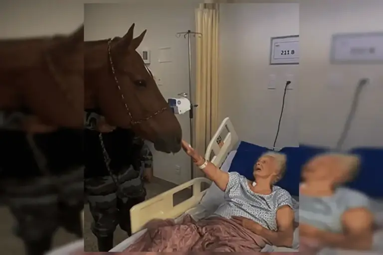 Cavalo da PMGO participa de terapia em hospital e auxilia na ...