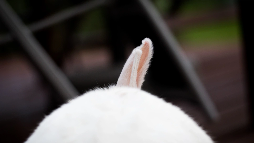 Bunny care tips every rabbit parent needs