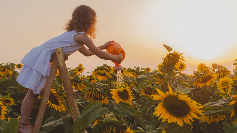 Avoidable mistakes everyone makes when growing sunflowers
