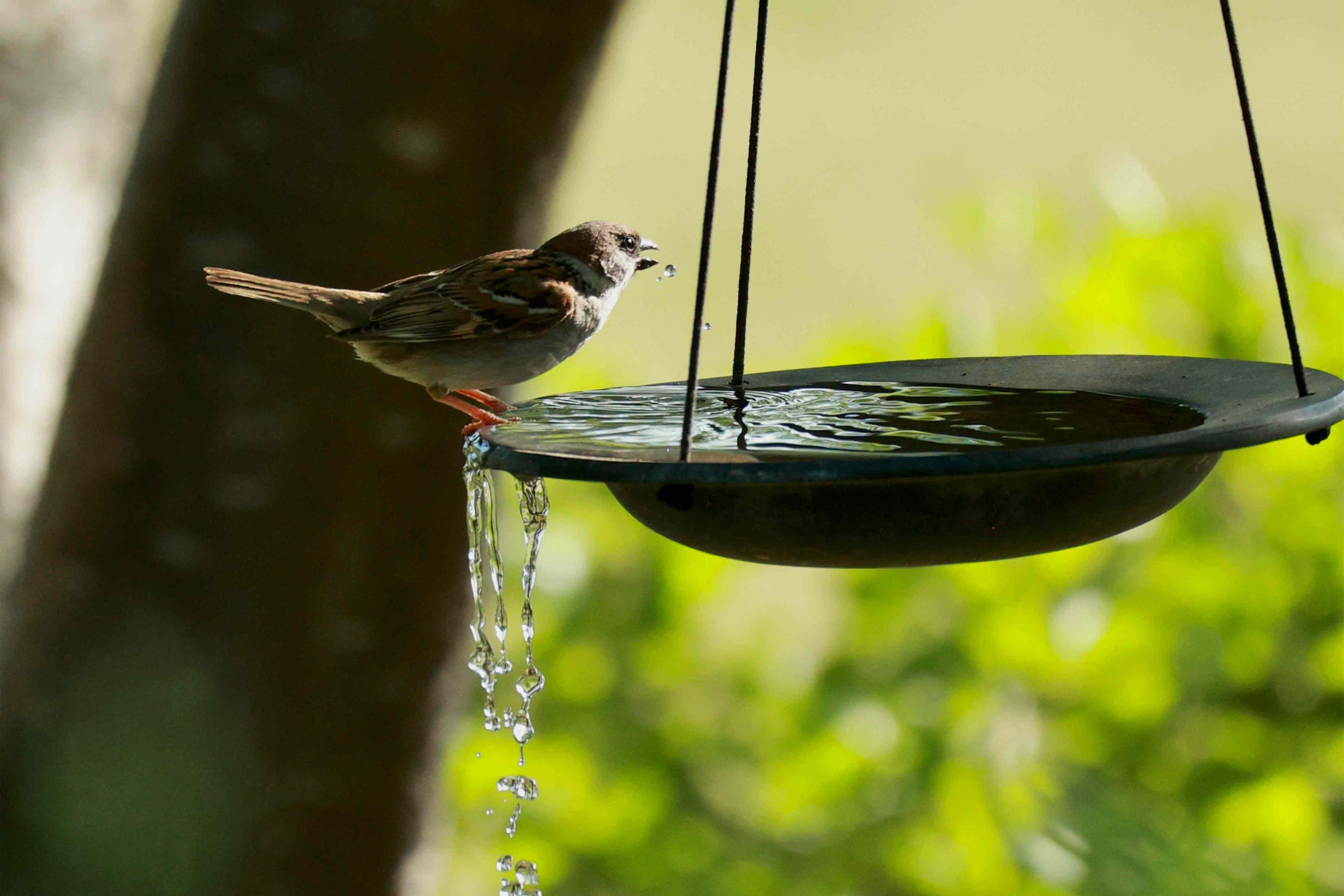 The easiest way to bring birds to your home is with these darling ...