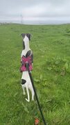 Dog walks across field on two legs