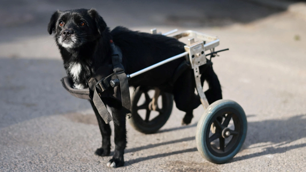 Making life easier for disabled dogs