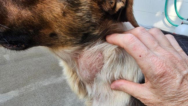 Bullet found in stray dog's neck during surgery at Lynchburg Humane Society