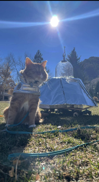 My cat’s personal spaceship: a dream come true