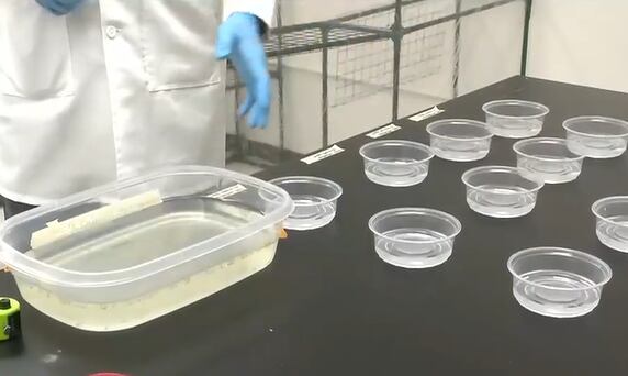 UNLV mosquito lab: No local mosquitoes have tested positive for West ...