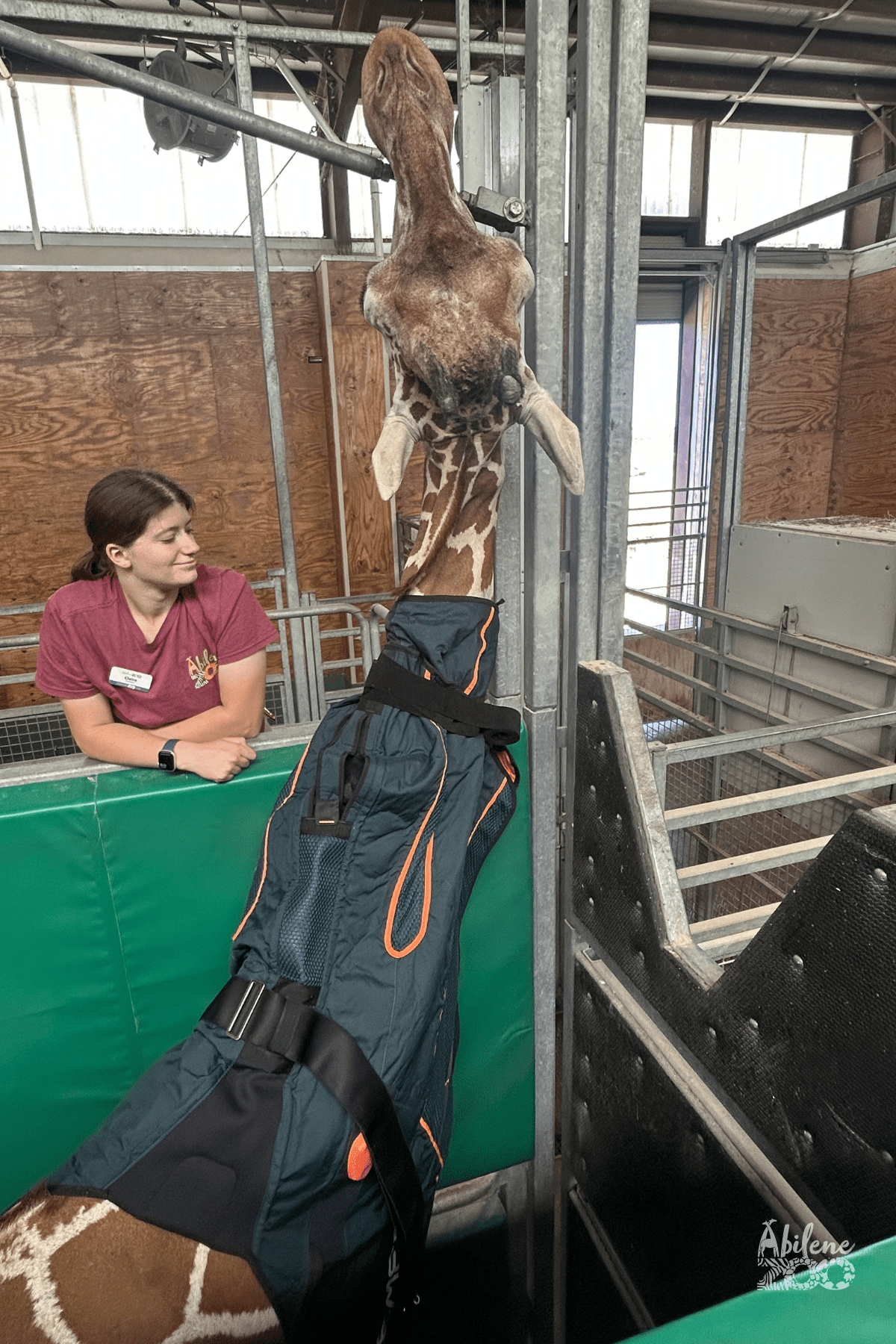 Abilene Zoo mourns loss of beloved giraffe Kito