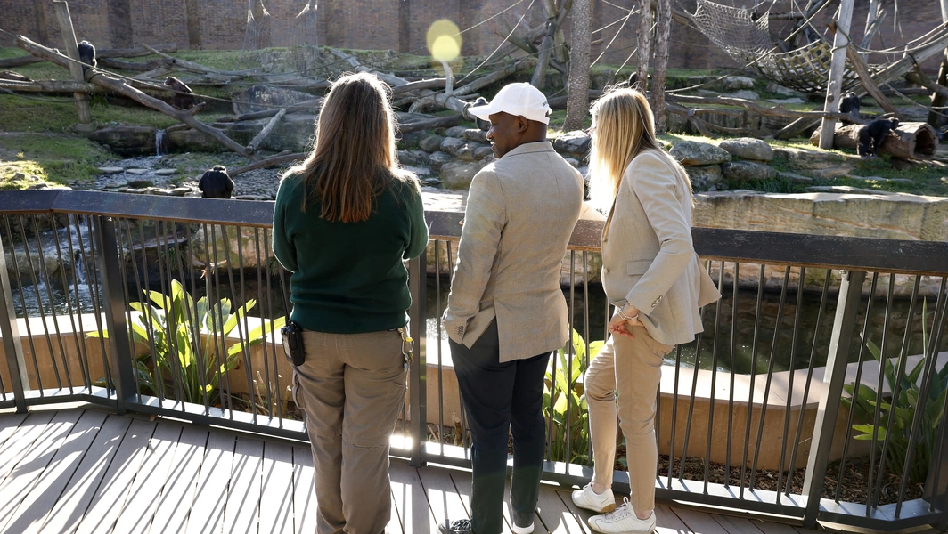 Study finds apes form layered friendship circles like humans
