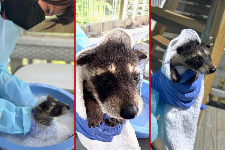 Rub-a-dub-dub: Raccoon rescued from chimney gets an adorable bubble bath