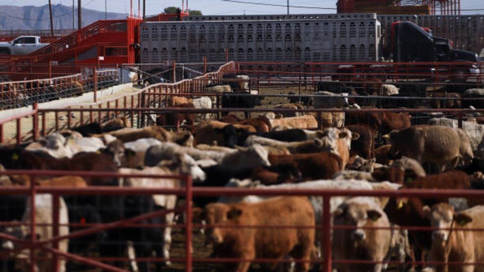 New world screwworm confirmed in Texas calf