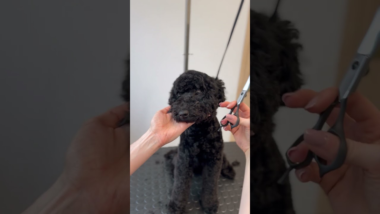 Black poodle makeover: Adorable teddy bear head grooming transformation!