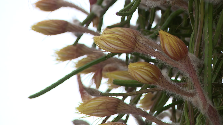 Hundreds gather for rare Queen of the Night cactus bloom in downtown ...