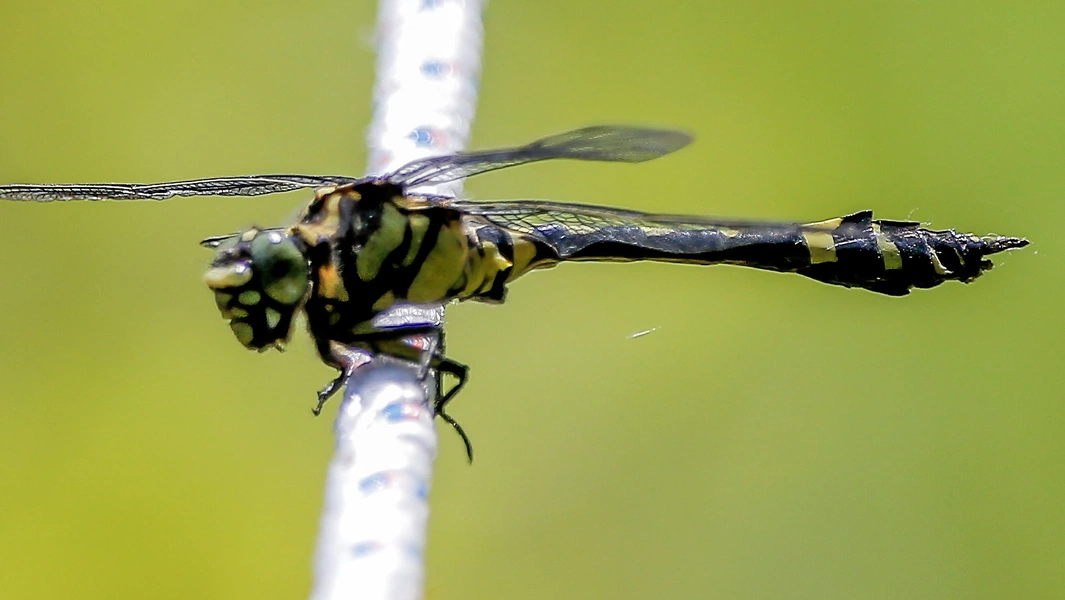14 critically endangered species worldwide