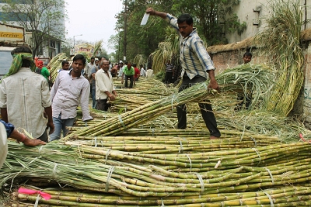 Sugar export ban reflects a policy problem