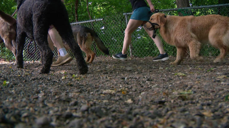 Minneapolis mulls closing Minnehaha off-leash dog park after ...