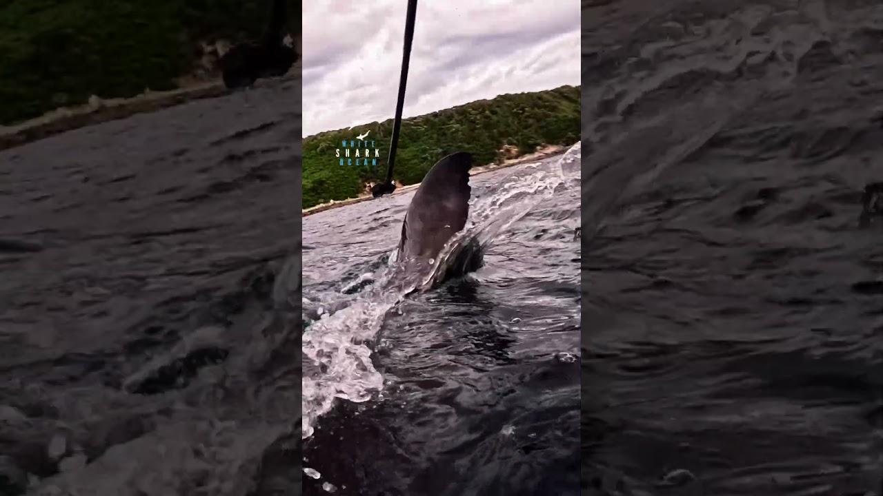 Great White Sharks Impressive Jaws