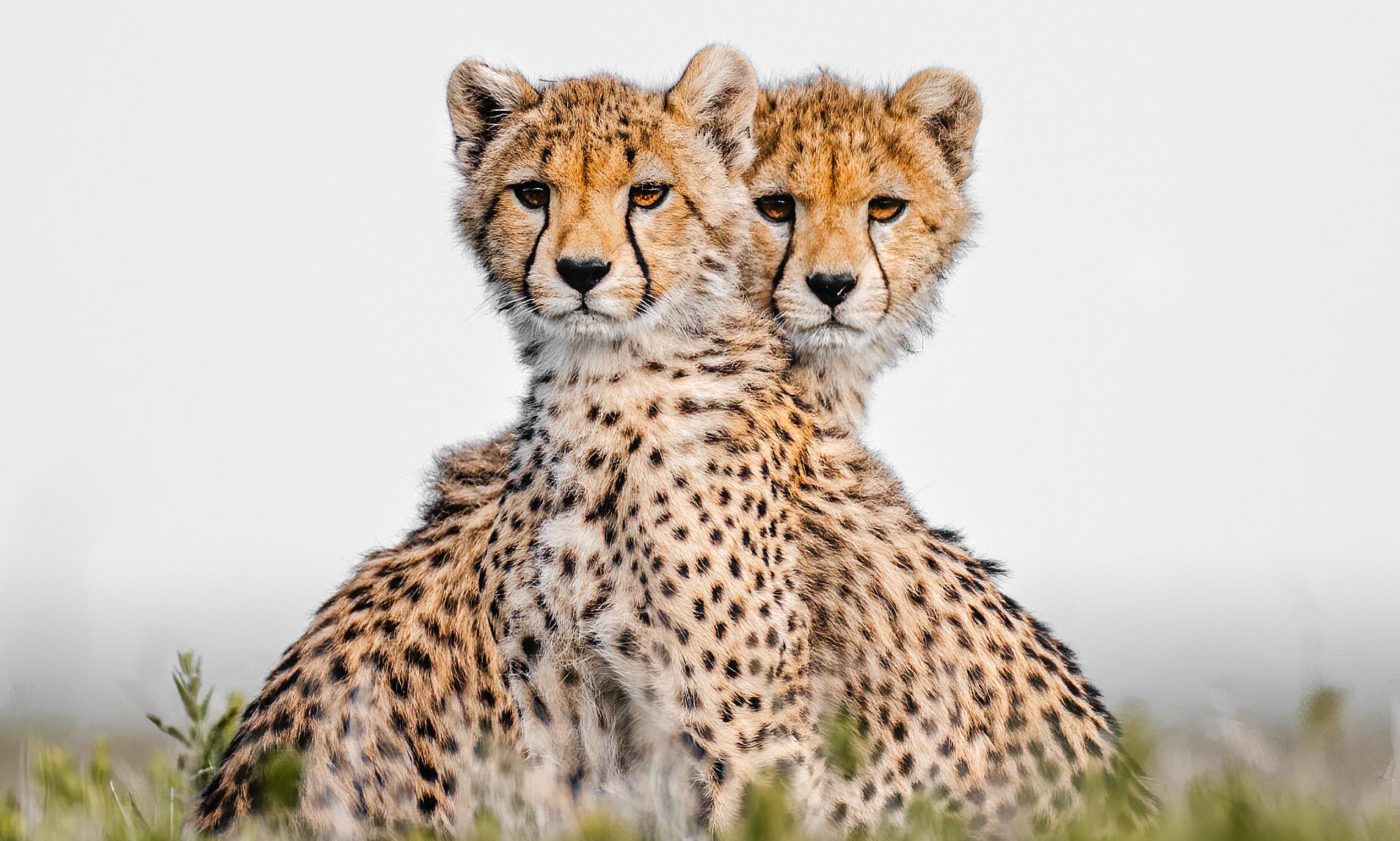 Spot the difference! Cheetah cubs are snapped hunting with their mother