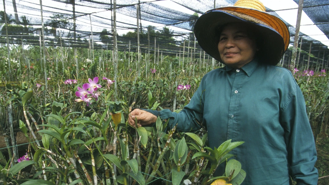 Orchid care tips for thriving blooms
