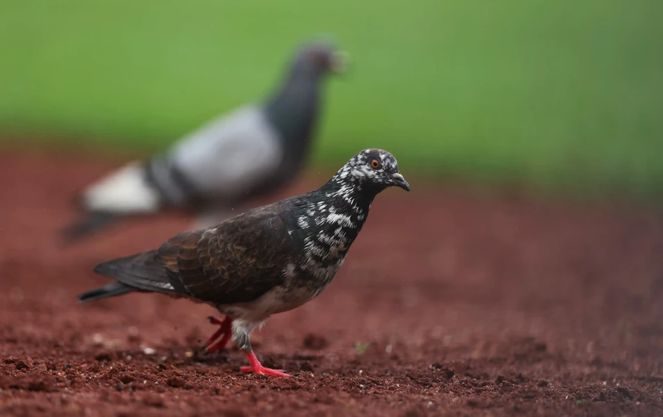 Study finds pigeons use iron-rich liver cells to navigate