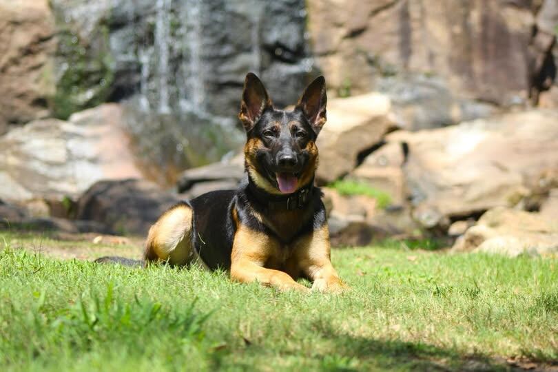 K9 locates suspect accused of assaulting Spinx employee with biscuit ...