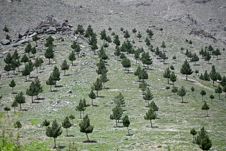 From poplars to pistachios, Afghans rediscover the value of trees
