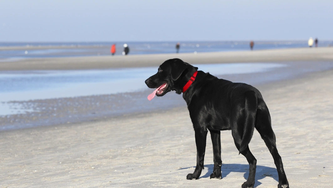 12 low-maintenance dogs for first-time owners