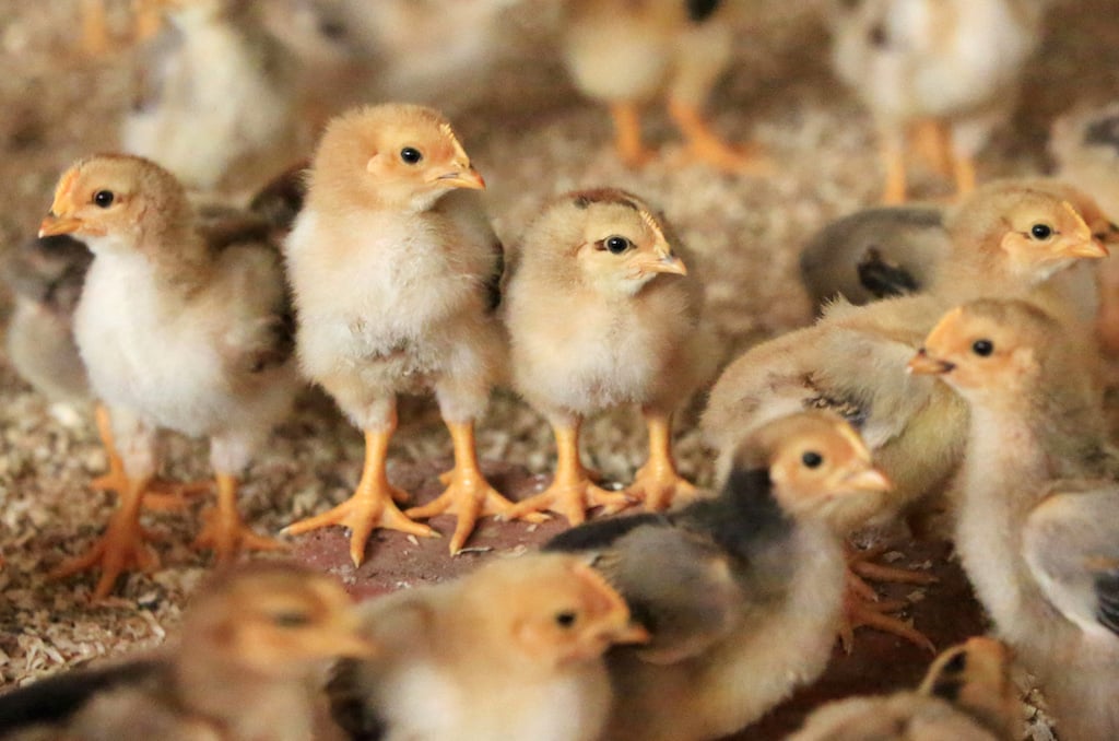 SA approves bird flu vaccine breakthrough