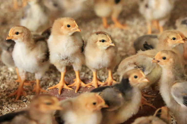 SA approves bird flu vaccine breakthrough