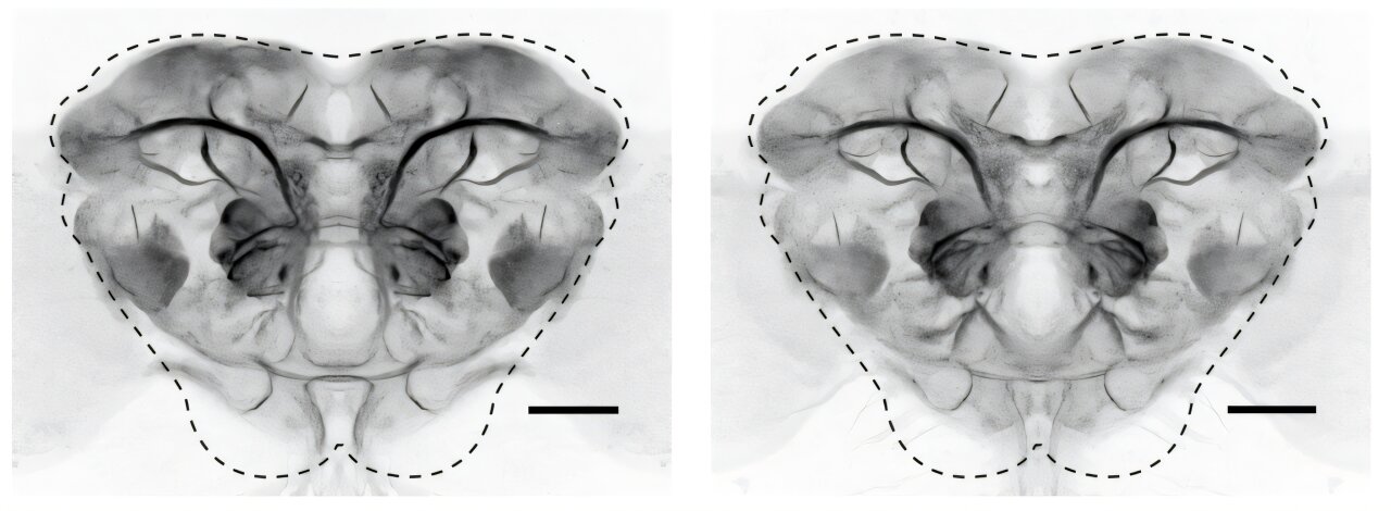 Neuron 'ground plans' could simplify brain and behavior research