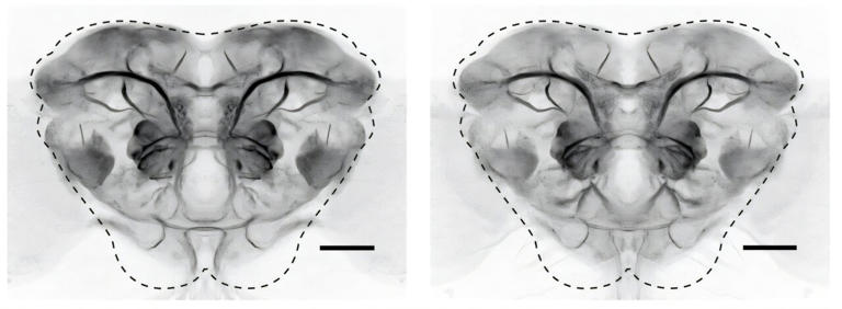 Neuron 'ground plans' could simplify brain and behavior research