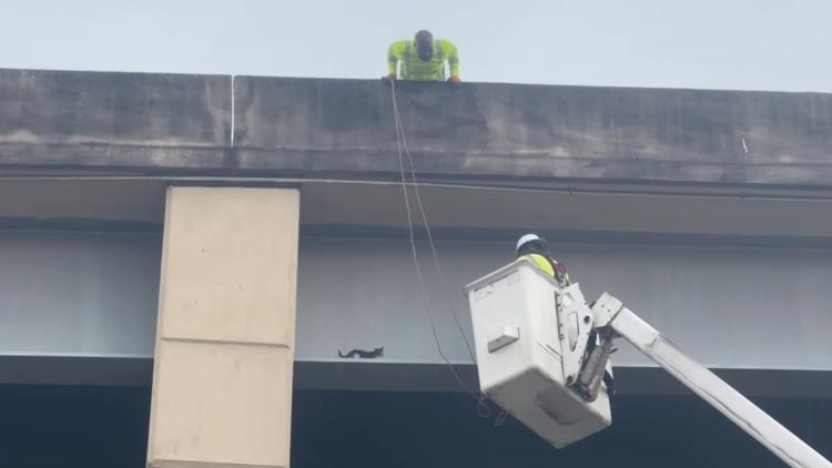 Watch: Kitten rescued from ledge atop Crescent City Connection