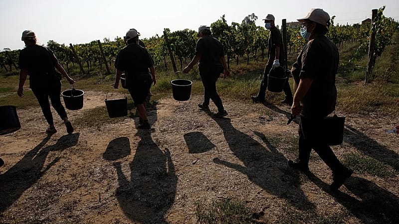 Gangmasters and extreme violence: Four farm workers burned to death in ...