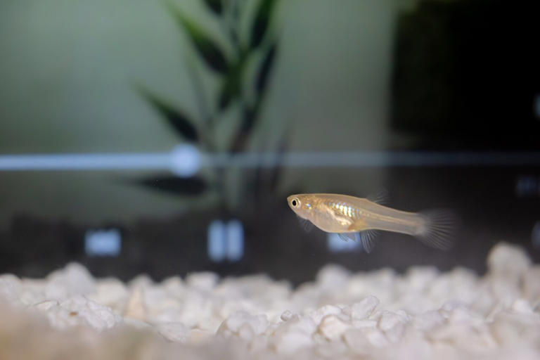 Real-time fish interaction enlarges young guppy brains, while screen ...