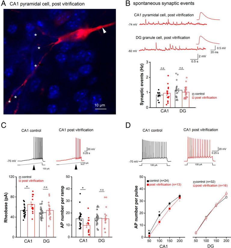 Scientists revive mouse brains frozen to -196°C, hinting at possible ...