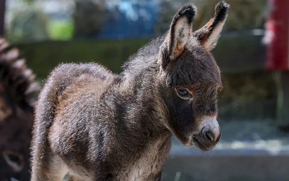 Baby donkey's first dust bath charms online viewers