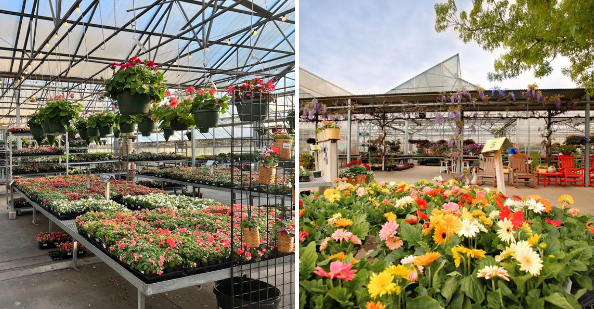 This hidden Oklahoma greenhouse is a 90,000-square-foot paradise that ...
