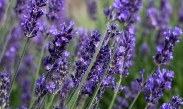 Lavender – the oil of calm and communication