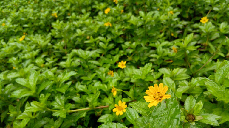 Don't fall for its beauty: The yellow flowering ground cover you don't ...