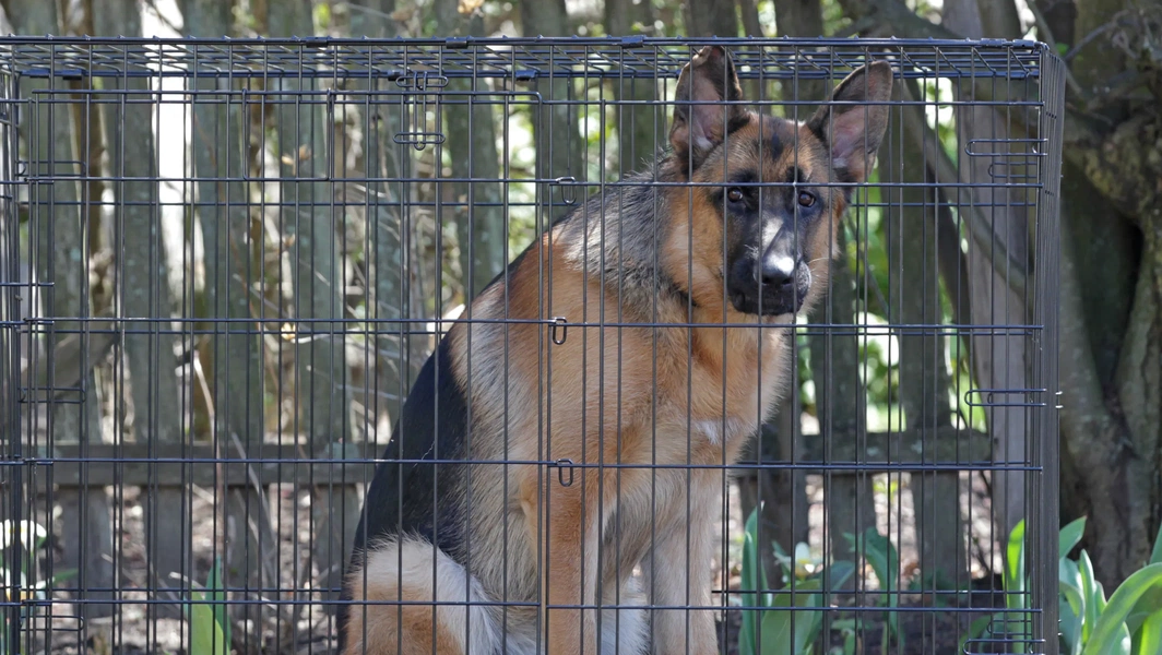 10 signs your dog is upset