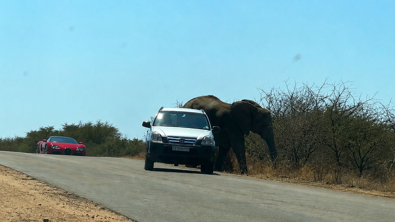Kijk naar deze enorme olifant die heel dicht langs een auto loopt
