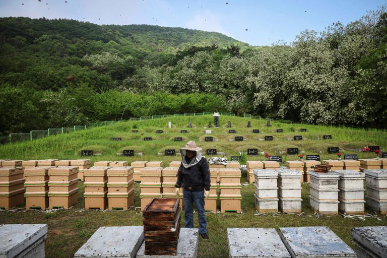 A South Korean beekeeper counts the cost of climate change