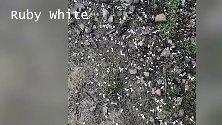 Dried beans found at entrance of Bristol dog park raising alarm of pet ...